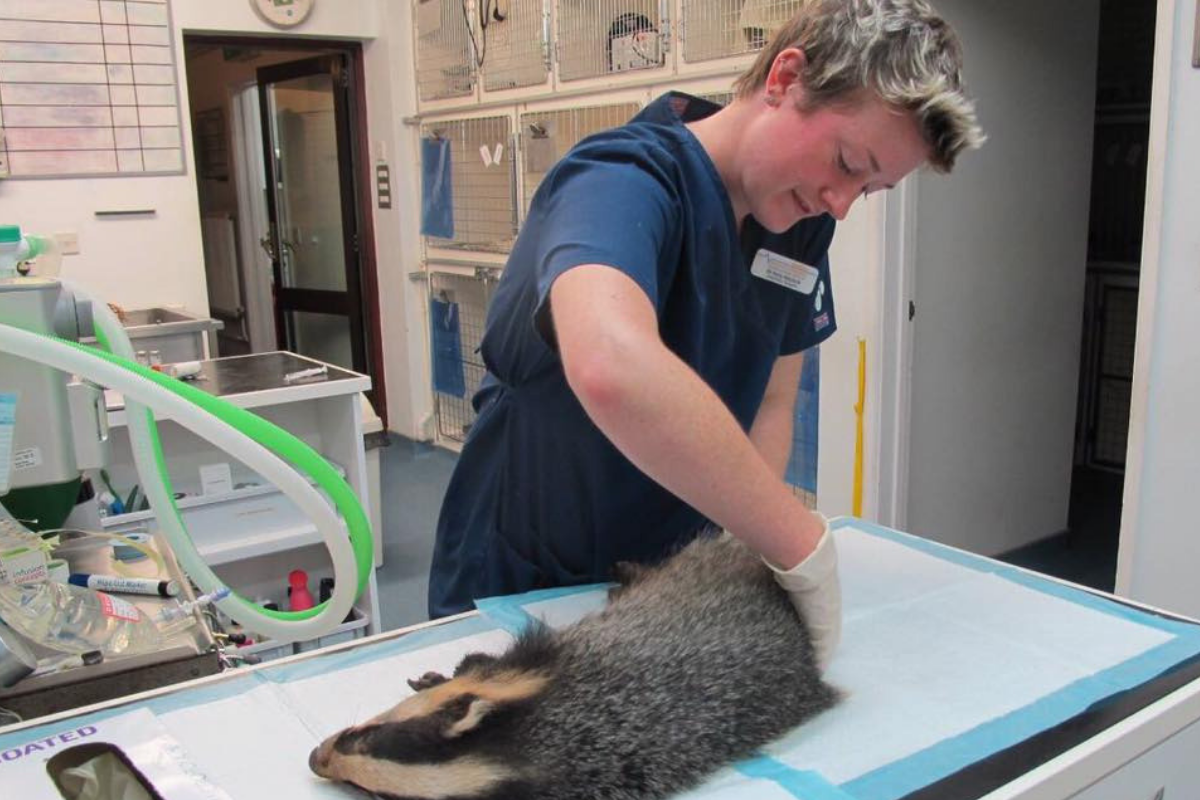 Giving Wildlife a Fighting Chance – Saving Lives, from Birds to Badgers ...