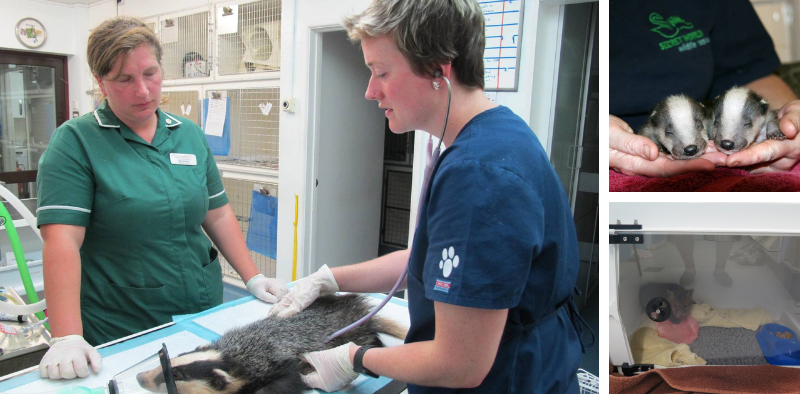 Giving Wildlife a Fighting Chance – Saving Lives, from Birds to Badgers ...