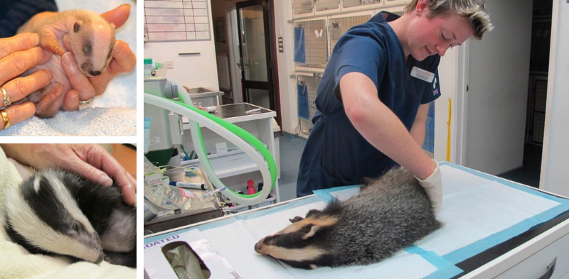 Giving Wildlife a Fighting Chance – Saving Lives, from Birds to Badgers ...