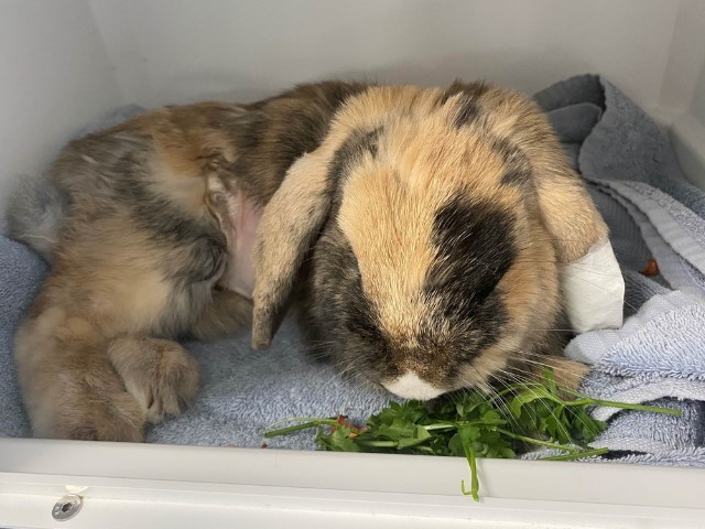 Vetario Incubators: Crucial for Safe Neutering Recovery in Rabbits ...